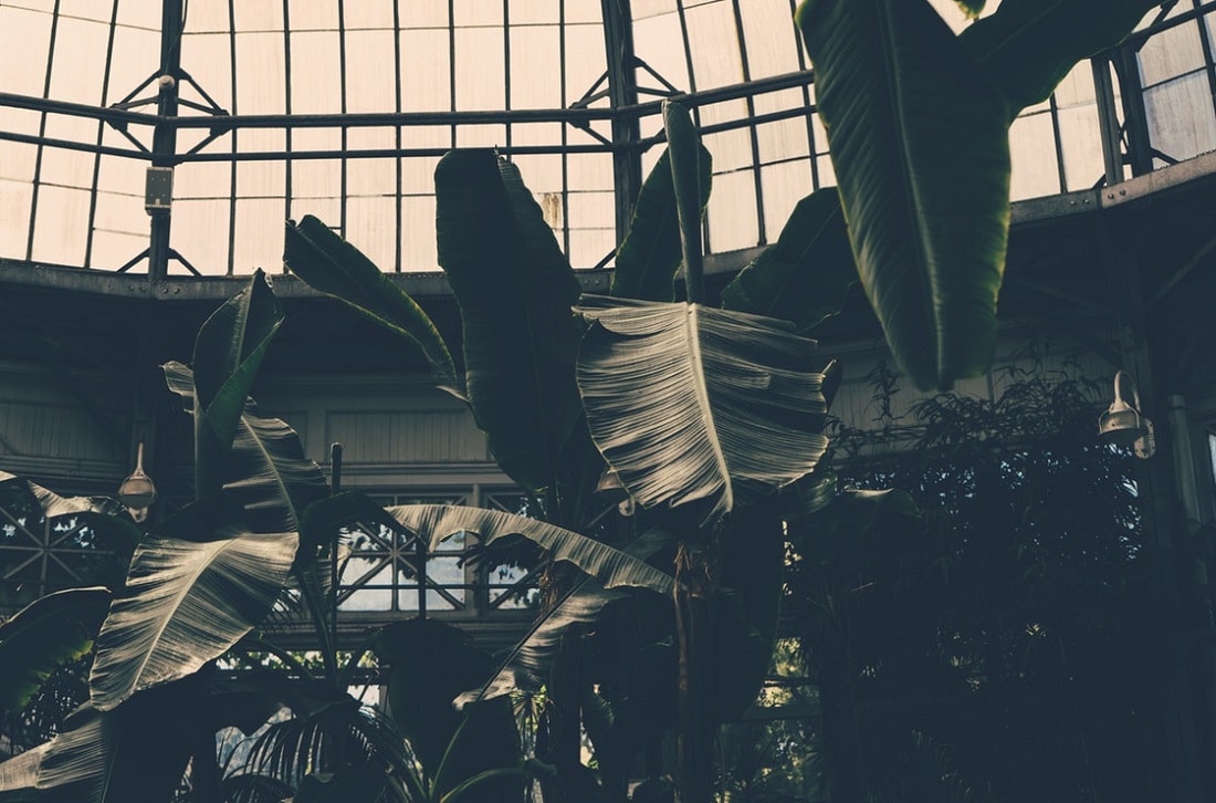 Day Trippers: Ott's Exotic Plants & Lederach Tea Room | Easy Day Trips ...