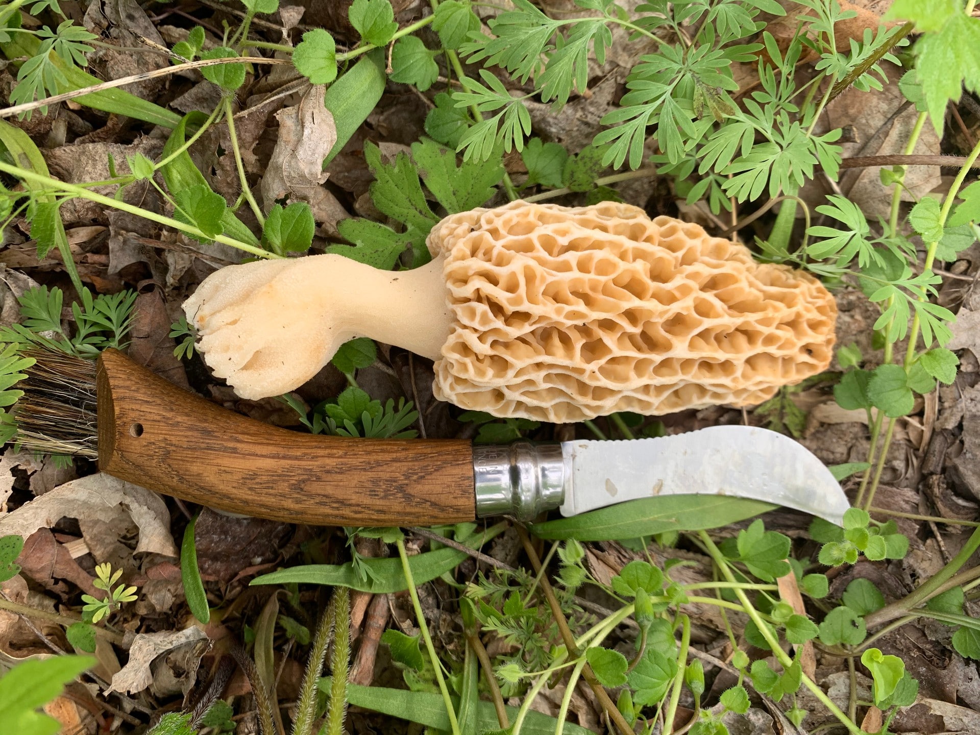 The PA Eats Guide to Foraging in Pennsylvania | Foraging Wild Foods
