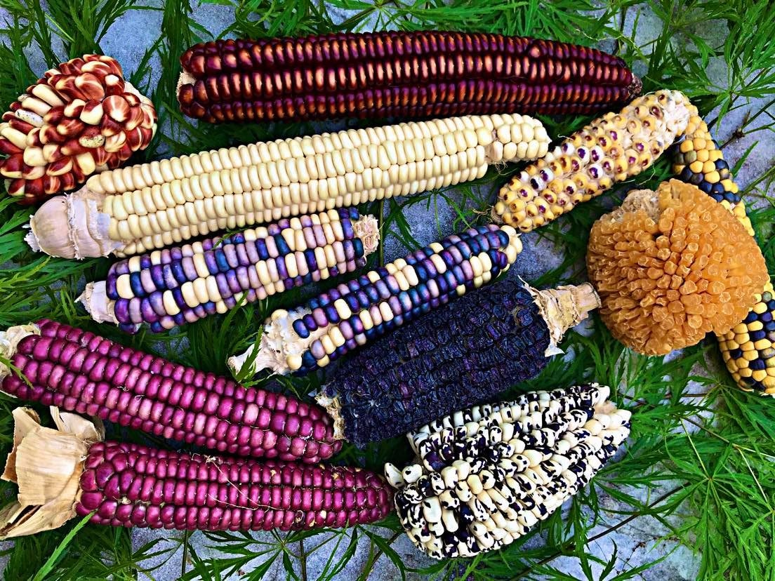 The Roughwood Seed Collection and Garden are a Living Plant Library